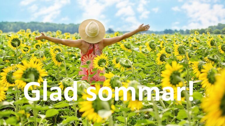 Glad Sommar Solroser - ABF Jobb